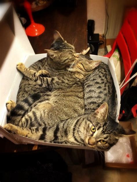 Absolutely Hysterical Examples Of How Cats Process Logic