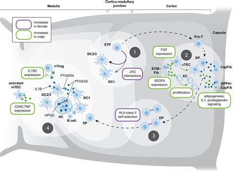 Sex Biased Human Thymic Architecture Guides T Cell Development Through