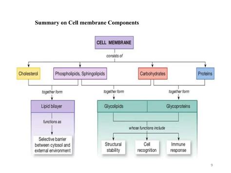 Chapter Membrane Physiology Power Pointspptx PPT