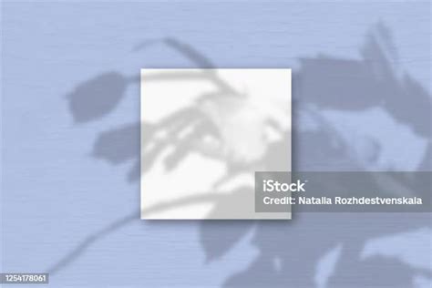 파란색 벽 배경에 흰색 질감 종이의 사각형 시트 식물 그림자가 있는 모형 오버레이 자연광은 지고인투스에서 그림자를 드리워집니다 플랫 레이 상단 보기 0명에 대한 스톡 벡터