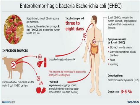 Ppt Li Commensal Pathogen And Genetic Tool Powerpoint