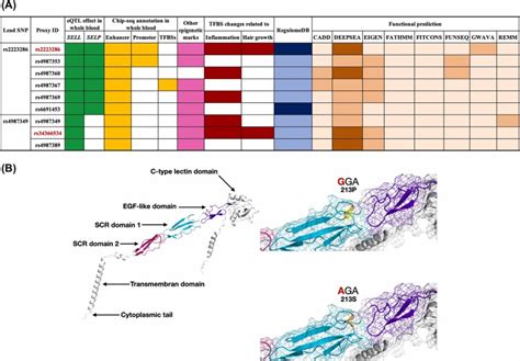 Sex Specific Association Of Sell Gene Polymorphisms With Pattern Hair