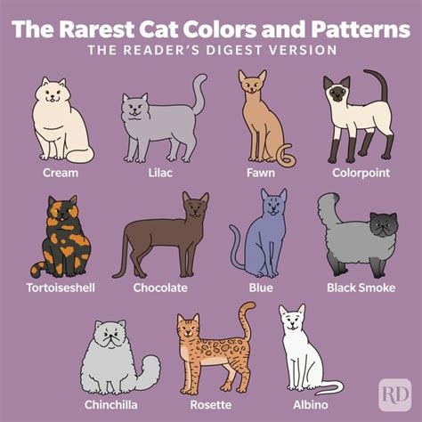 12 Rare Cat Colors And Patterns Unique Fur Colors In Felines