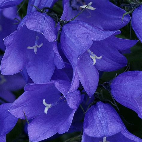 Декоративные колокольчики цветы 64 фото