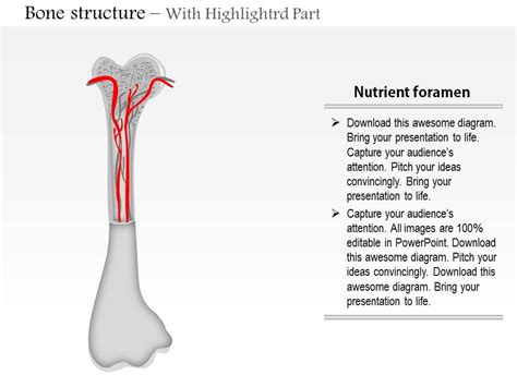 0714 Bone Structure Medical Images For PowerPoint PowerPoint Templates Designs PPT Slide