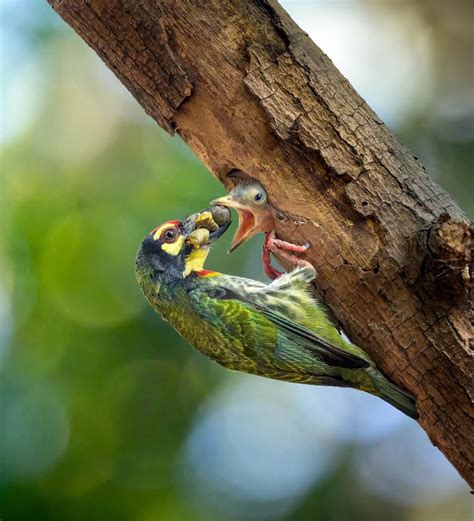 wildlife photographer kalyan acharya captures incredible bird photos in
