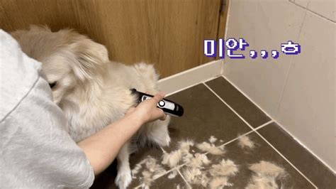 Vlog 남의 집 강아지 털 깎아주기 Youtube