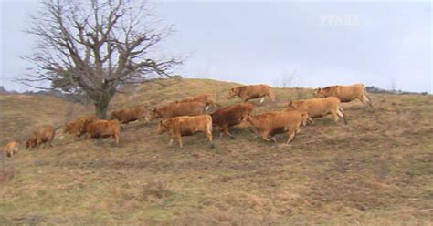 군납용 돼지고기·수입 쇠고기 한우로 대체