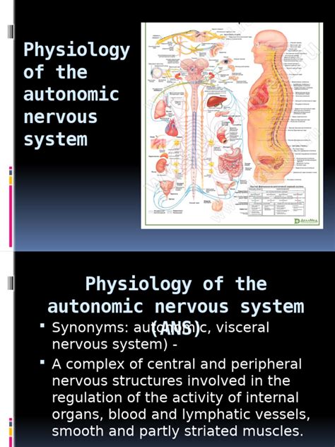 08 Физиология автономной нервной системы анг 2pptx Pdf Autonomic