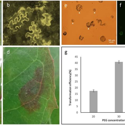 Transient Gene Expression And Protoplast Transformation In Common Download Scientific Diagram