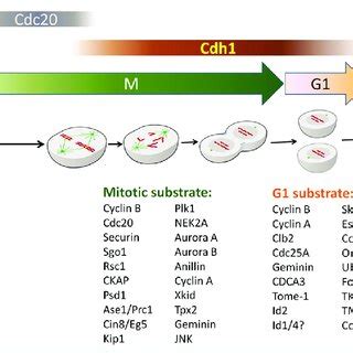 PDF APC C Cdh From Cell Cycle To Cellular Differentiation And Genomic Integrity