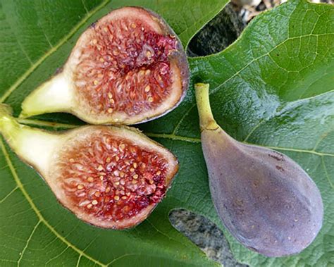 Cs Red Edible Fig Plant Ficus Carica Sweet 25 Pot Hirts Gardens