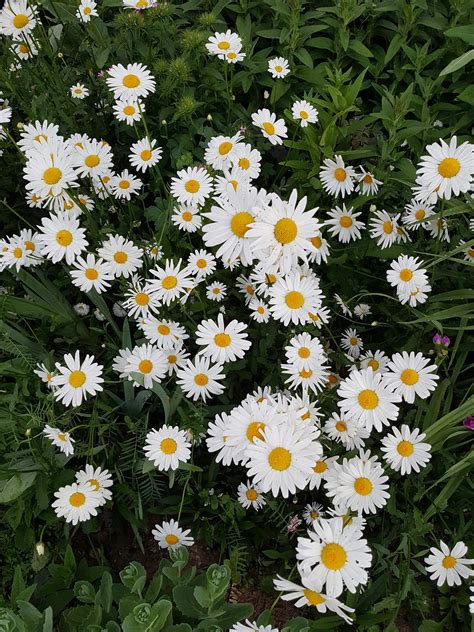 경치 국화 국화 Leucanthemum 꽃 꽃 무늬 꽃무늬 꽃밭 꽃이 피는 꽃잎 녹색 단풍 농업 다년생