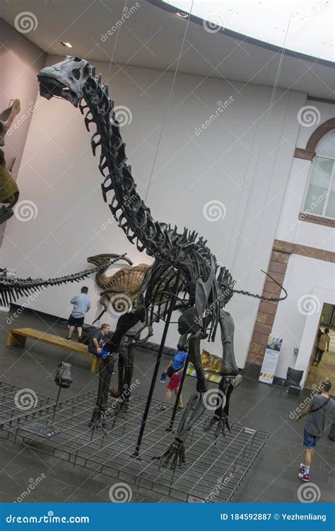 The Fossil Of Diplodocus Longus In Naturmuseum Senckenberg Editorial Photography Image Of
