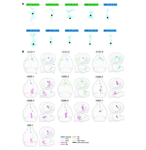 Morphology Of Reconstructed Mpfc Neurons A Morphology Of Dendrites Download Scientific
