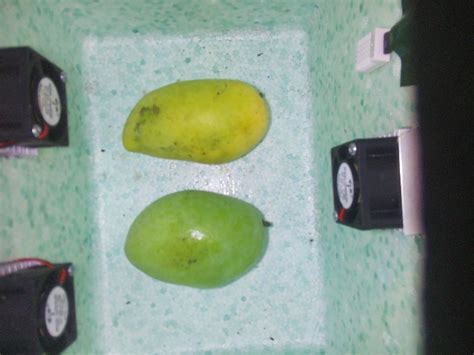 fruit dataset mango object detection dataset and pre trained model by