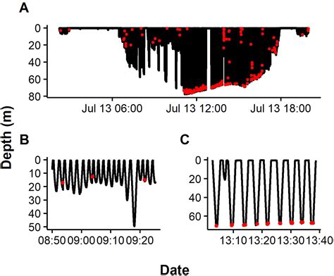 Multi Predator Assemblages Dive Type Bathymetry And Sex Influence