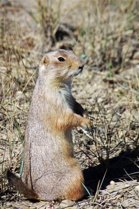 Plague Riddled Prairie Dogs A Model For Infectious Disease Spread