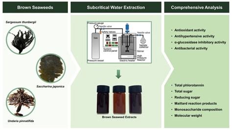Exploring Bioactive Compounds In Brown Seaweeds Using Subcritical Water A Comprehensive Analysis