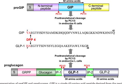 figure 2 from the role of incretins in glucose homeostasis and diabetes