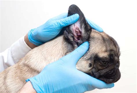 How To Clean Pug Ears