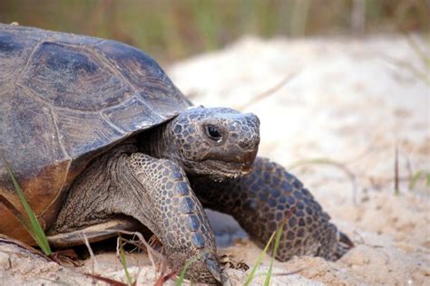 The Gopher Tortoise Defendersblog The Gopher Tortoise Defendersblog