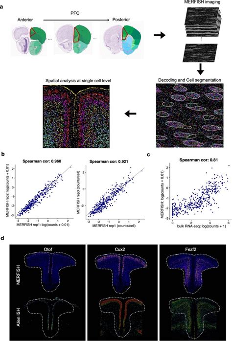 Spatial Transcriptomics Reveals The Distinct Organization Of Mouse Prefrontal Cortex And