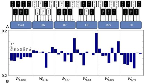 Gap Gene Genetic Regulatory Network The Model Representation Of The