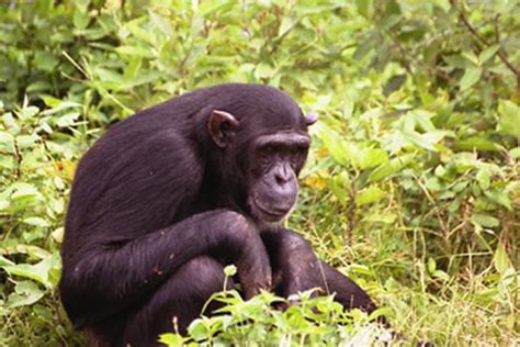 Chimps Use Tools To Improve Their Sex Lives Discover Magazine