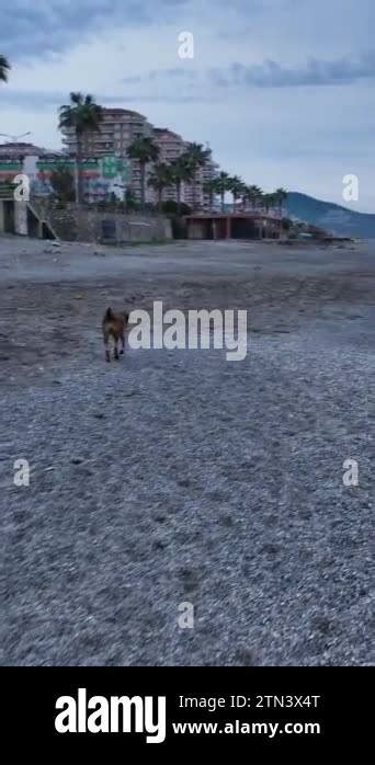 Tails On Beach Stock Videos And Footage Hd And 4k Video Clips Alamy