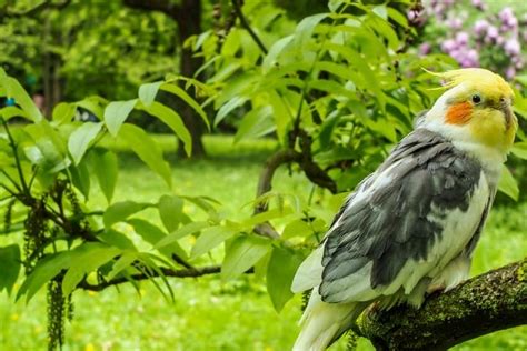 Cockatiel Poop Issues Reasons And What To Do