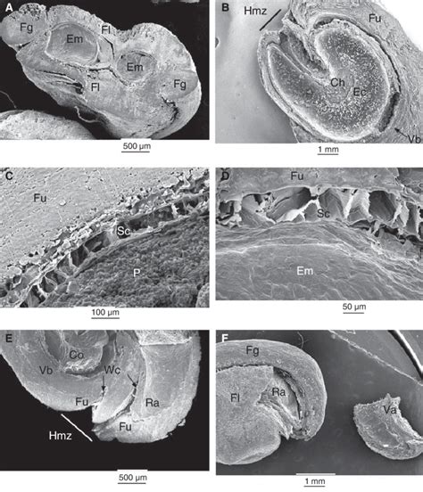 Scanning Electron Micrographs Of A Transverse And B E Longitudinal