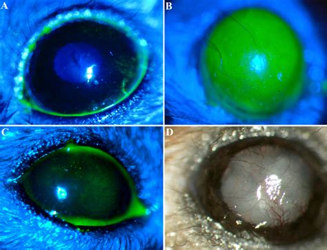 Mouse Model Of Limbal Stem Cell Deficiency Created Using Limbus To Download Scientific Diagram
