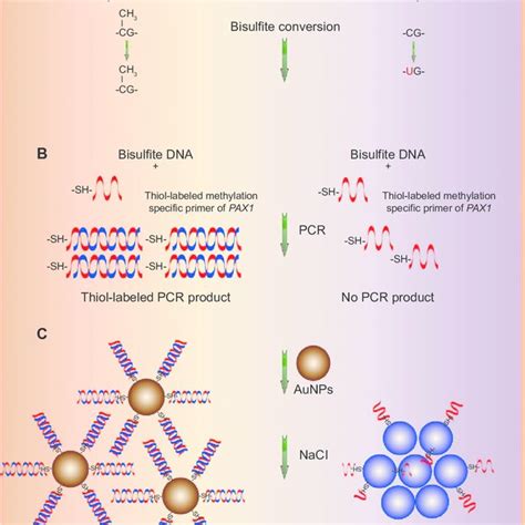 Pdf Real Time Colorimetric Detection Of Dna Methylation Of The Pax1 Gene In Cervical Scrapings
