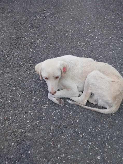 ცხოველთა გადარჩენის ცხოველთა გადარჩენის სახალხო ფრონტი