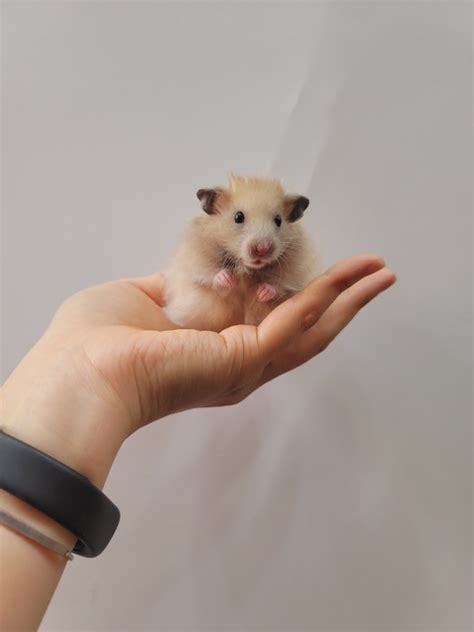 서울 장모 골든햄스터분양 핸들링완벽 네이버 블로그