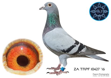 Lot 7 Silver Star And Dieplaagte Name ‘kc427 Colour Blue Bar Ring Number Za 2017 Trpf 10427