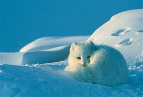 特集：ホッキョクギツネの四季 2004年10月号 ナショナルジオグラフィック National Geographicjp