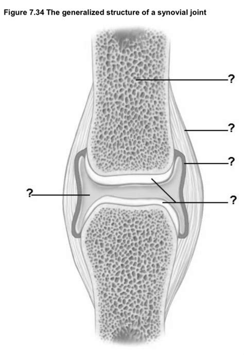 synovial joint structure diagram practical 2 joints and syn