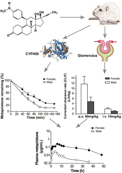 Conclusive Schematic Of The Sex Related Pharmacokinetics Of Download Scientific Diagram Conclusive Schematic Of The Sex Related Pharmacokinetics Of Download Scientific Diagram