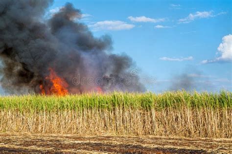 Toxic Cane Toad Stock Image Image Of Poisonous Marinus 29312439