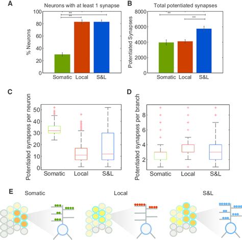 Neuronal Dendritic And Synaptic Features Of A Single Associative