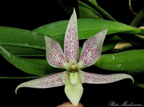 Anacheilium Garcianum Syn Encyclia Garciana Flickr