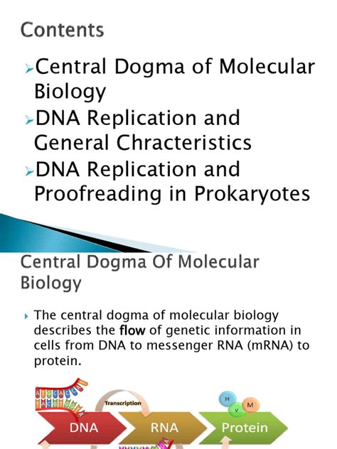 Dnareplication2 170410185549 Pdf Dna Replication Primer