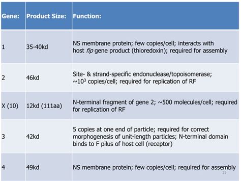 Lectut Btn 202 Ppt L4 Bacteriophage Lambda And M13 Vectors 1 Pptx