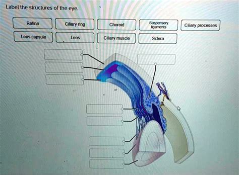 Label The Structures Of The Eye Retina Ciliary Ring Lens Capsule Lens
