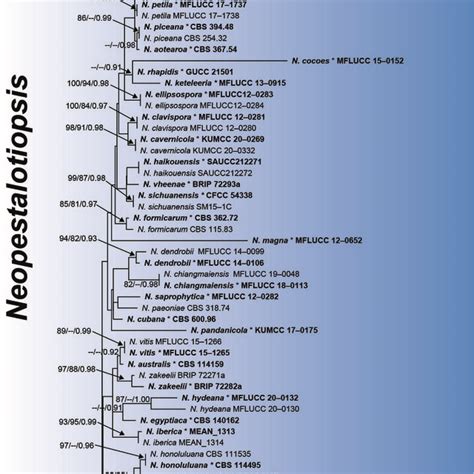 best scoring raxml tree of the combined alignment of its β tub and