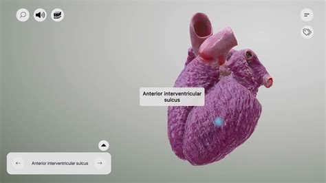 Posterior Interventricular Sulcus
