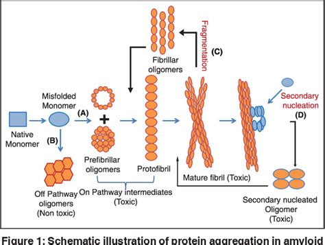 Figure From Toxic Species In Amyloid Disorders Oligomers Or Mature Fibrils Semantic Scholar