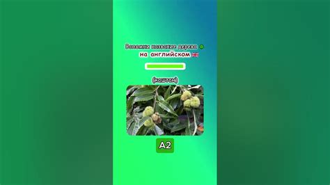 💡 Угадай как называется каштан на английском за 3 секунды Проверь знания и выучи новое слово